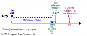 Route of Administration – Clodrosome: Liposomal Clodronate