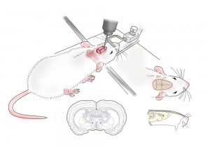 Stereotaxic Administration – Clodrosome: Liposomal Clodronate